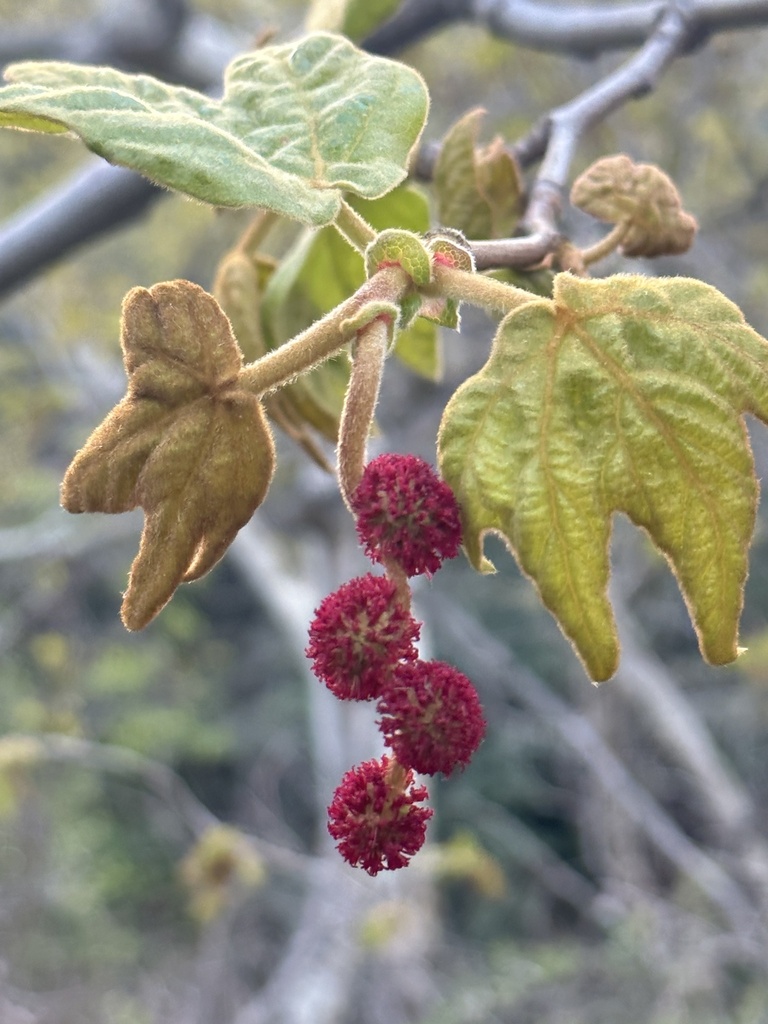 western sycamore (Platanus racemosa) - Botanical Realm