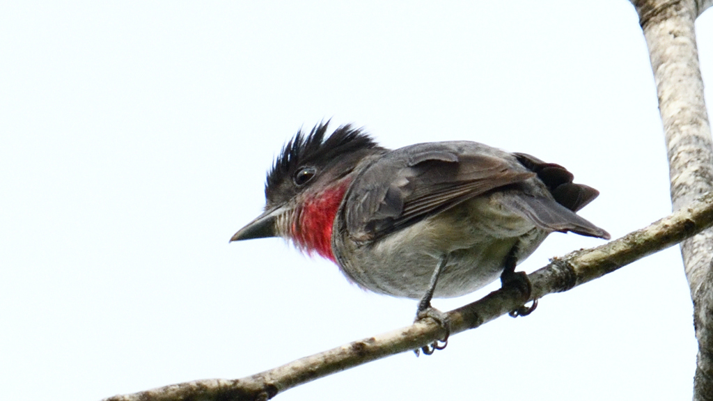 Rose-throated Becard from Sabinas Hidalgo, N.L., México on March 09 ...
