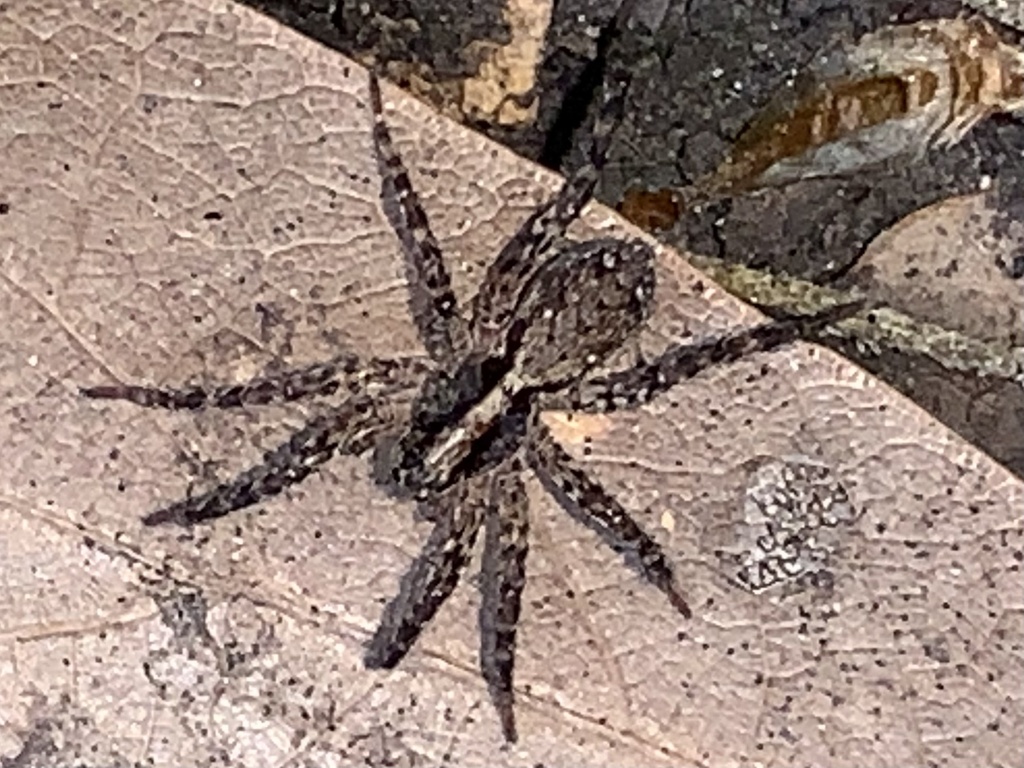 Brush-legged Spiders from SH-332, Lake Jackson, TX, US on February 21 ...