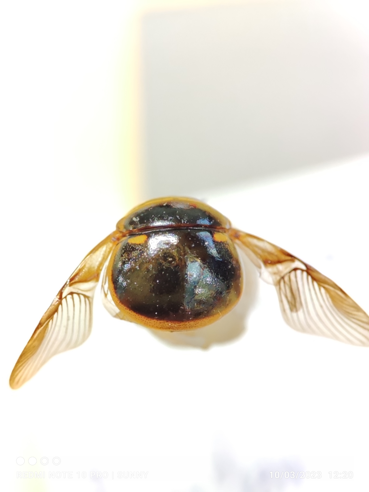 Plataspidae