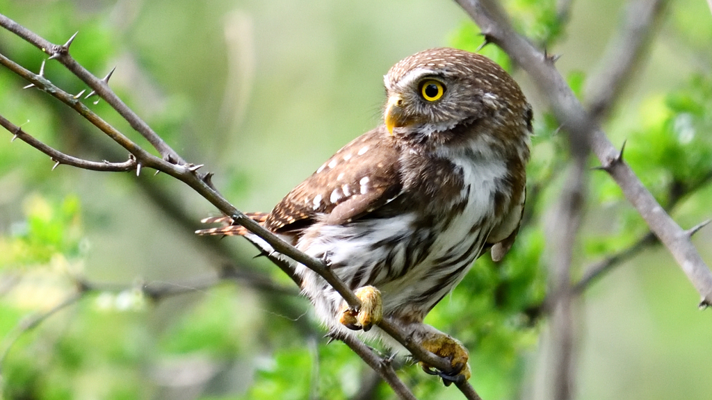 Ferruginous Pygmy-Owl from Sabinas Hidalgo, N.L., México on March 09 ...