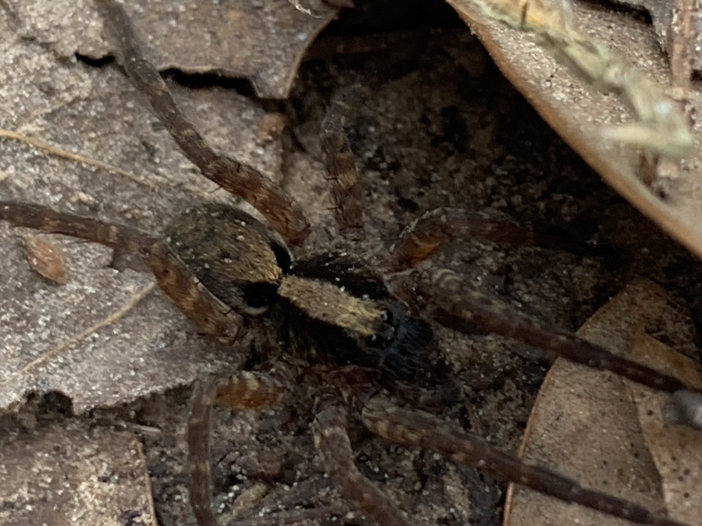lance wolf spider from SH-332, Lake Jackson, TX, US on February 21 ...