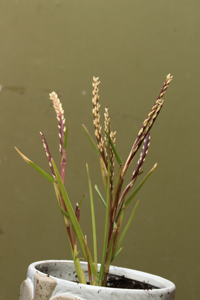 Saint Augustine grass from Encounter Bikeway, Victor Harbor, SA, AU on ...