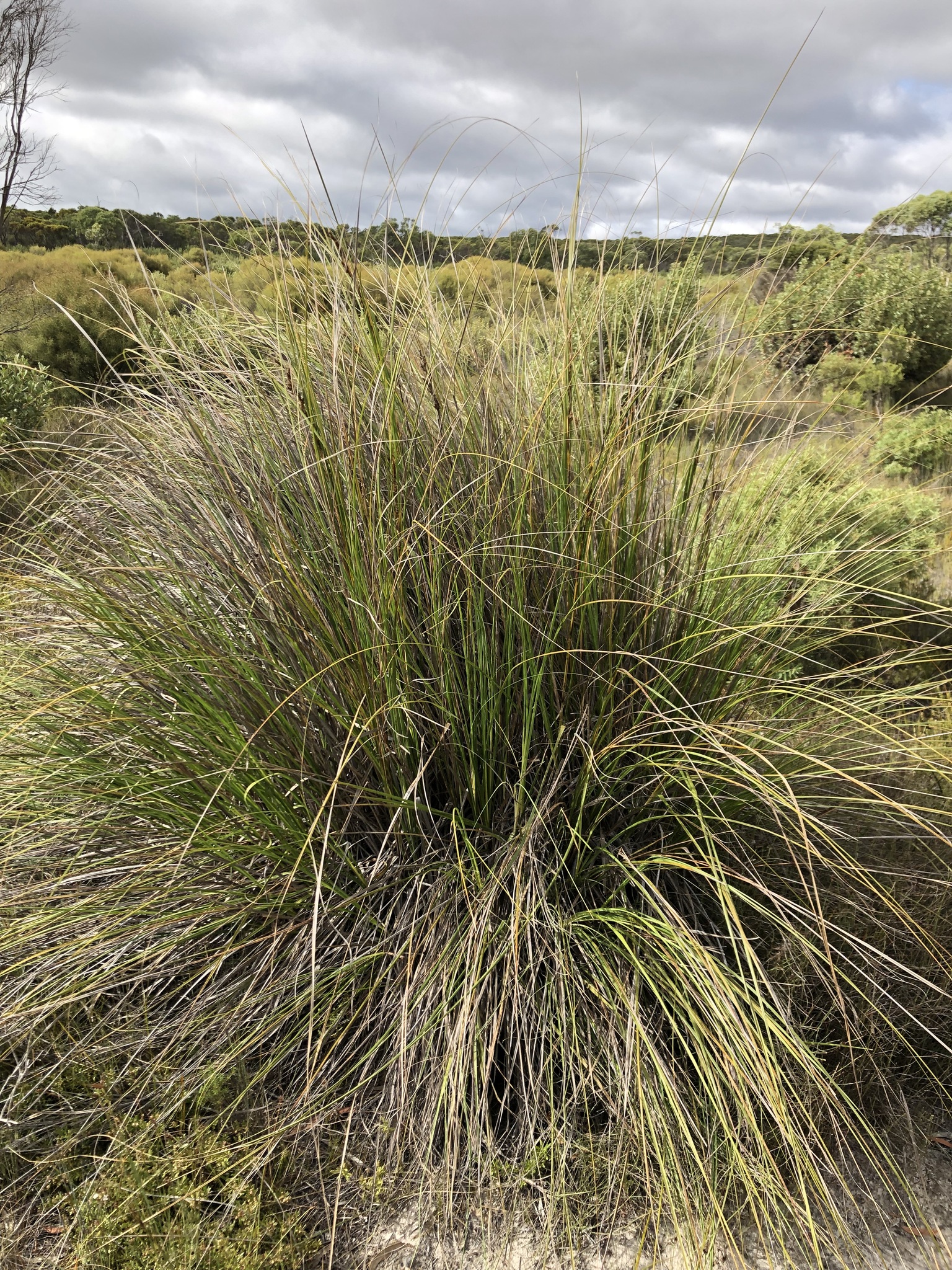 Gahnia filum (Labill.) F.Muell.