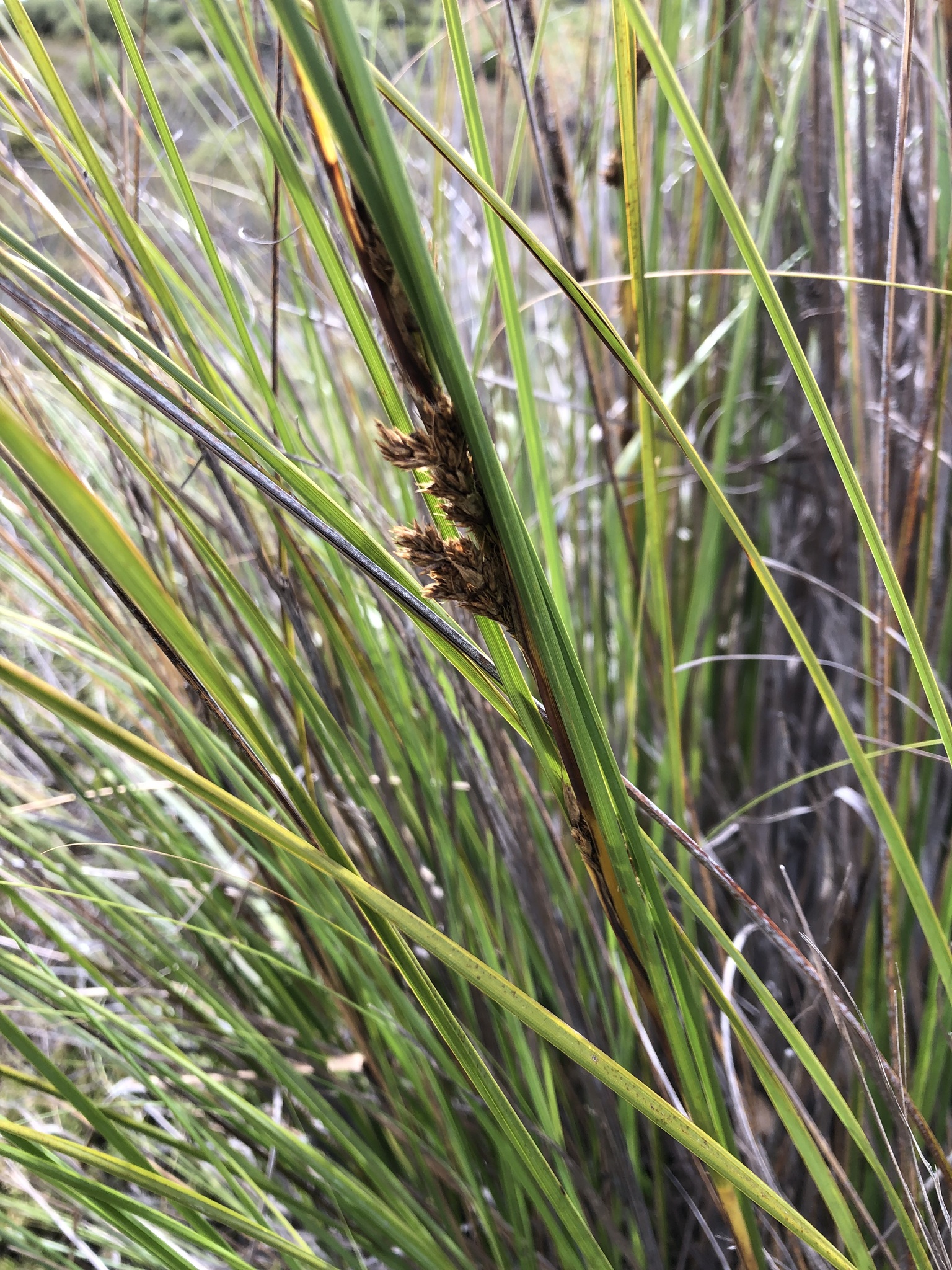 Gahnia filum (Labill.) F.Muell.