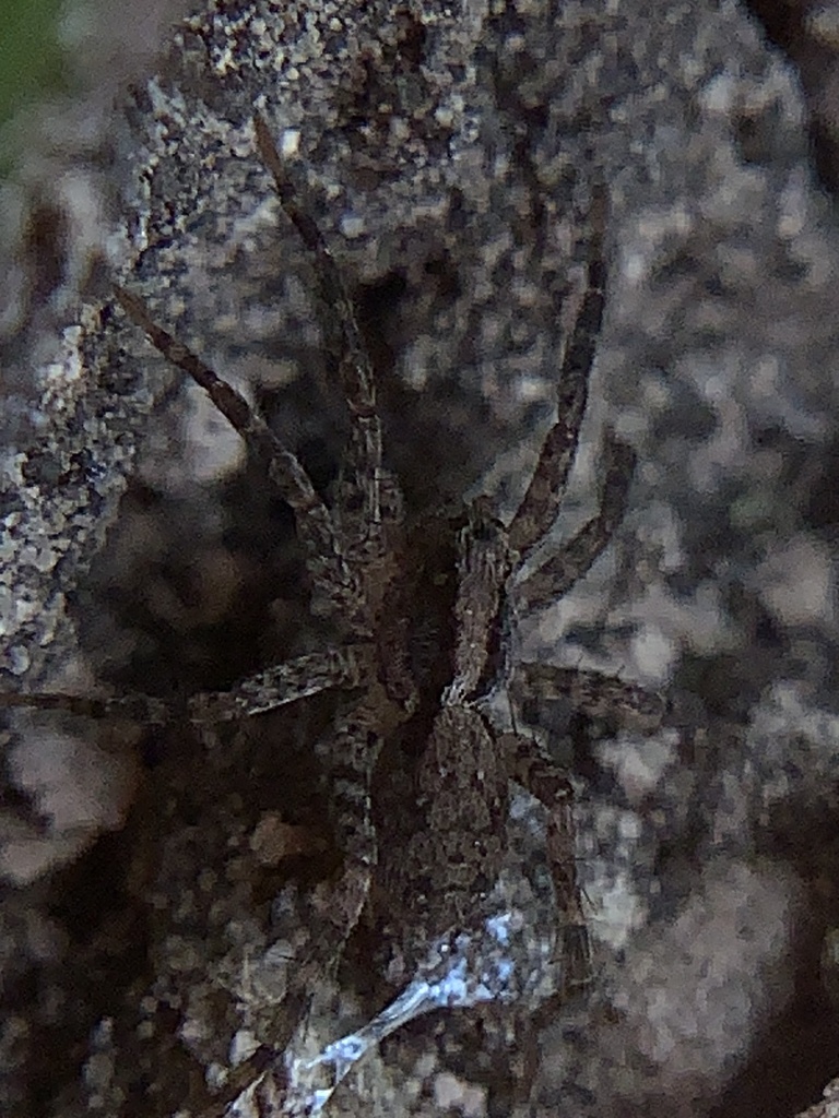 Brush-legged Spiders from SH-332, Lake Jackson, TX, US on February 21 ...