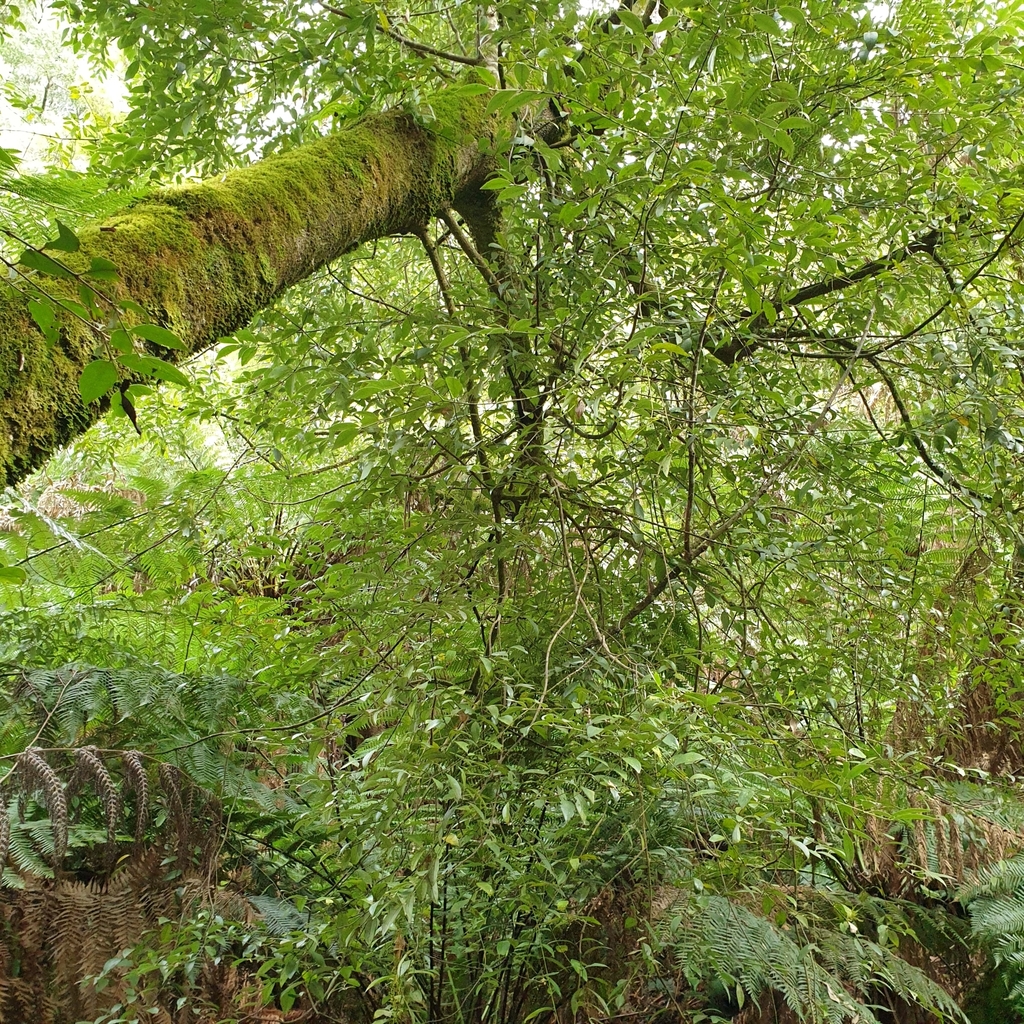 southern sassafras from Menzies Creek VIC 3159, Australia on March 10 ...
