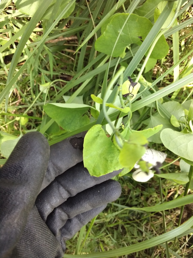 Calico-flower from Sydney NSW, Australia on March 10, 2023 at 12:09 PM ...