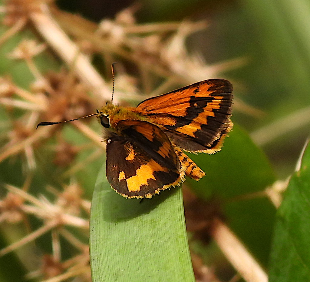 Wide-brand Grass-dart from Highvale QLD 4520, Australia on March 10 ...
