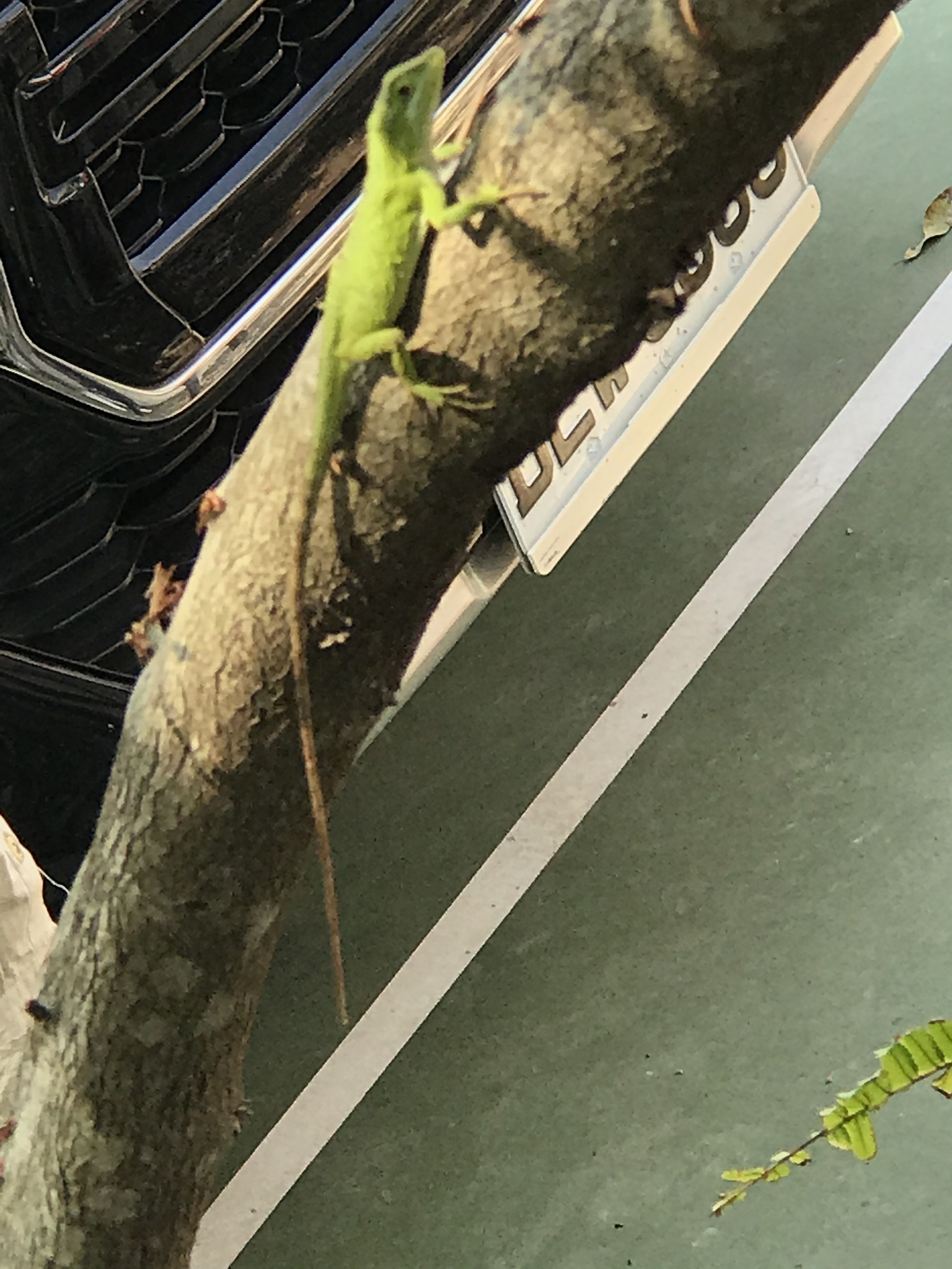 Diploderma brevipes (Gressitt, 1936)