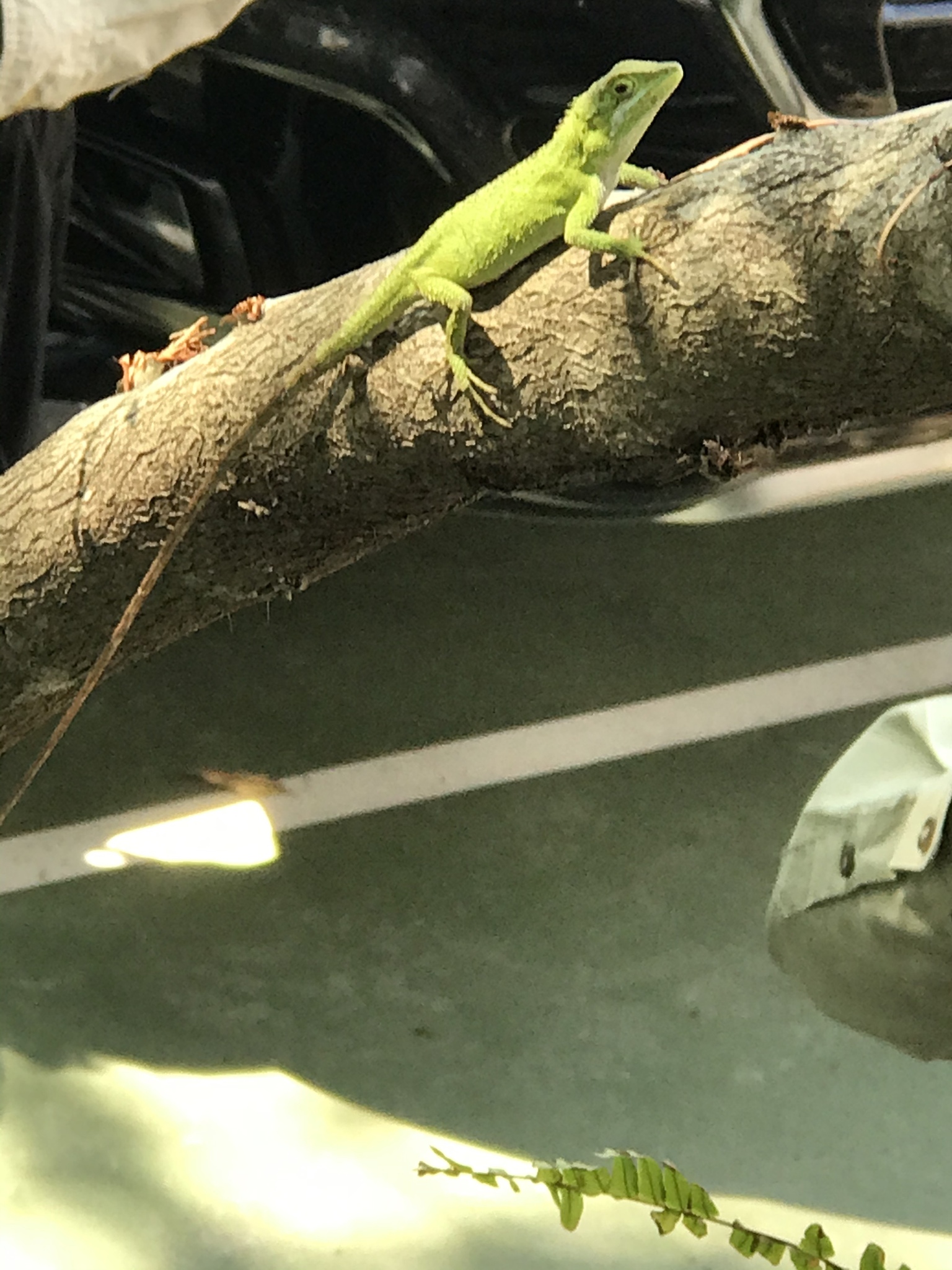 Diploderma brevipes (Gressitt, 1936)