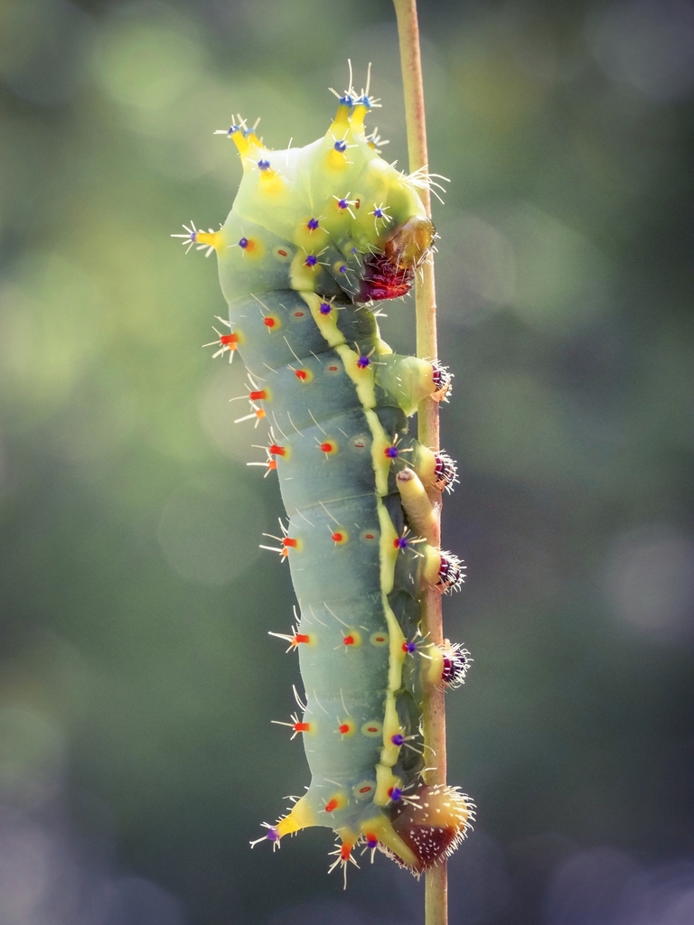 Emperor Gum Moth from Bangalay Ave/Overport Rd, Frankston South VIC ...