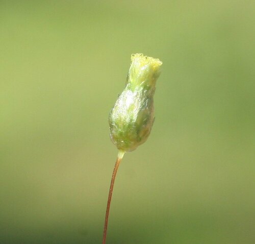 Panaetia tepperi · iNaturalist