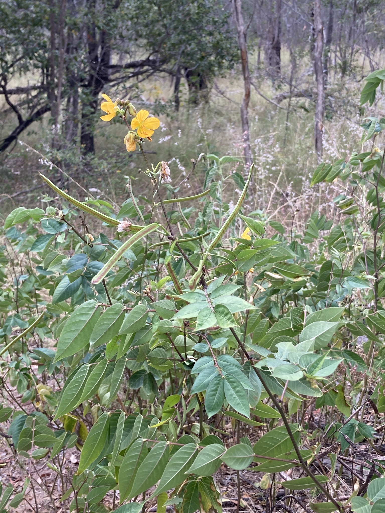 Senna occidentalis (L.) Link
