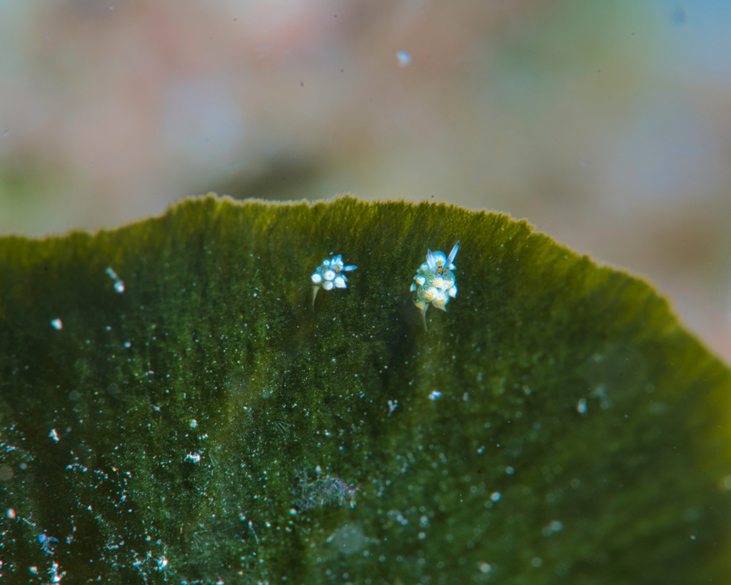 little leaf-sheep from Honolulu County, HI, USA on March 5, 2023 at 10: ...