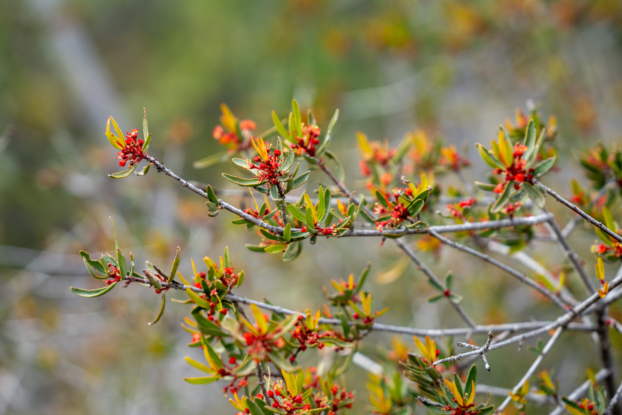 Tetracoccus dioicus Parry