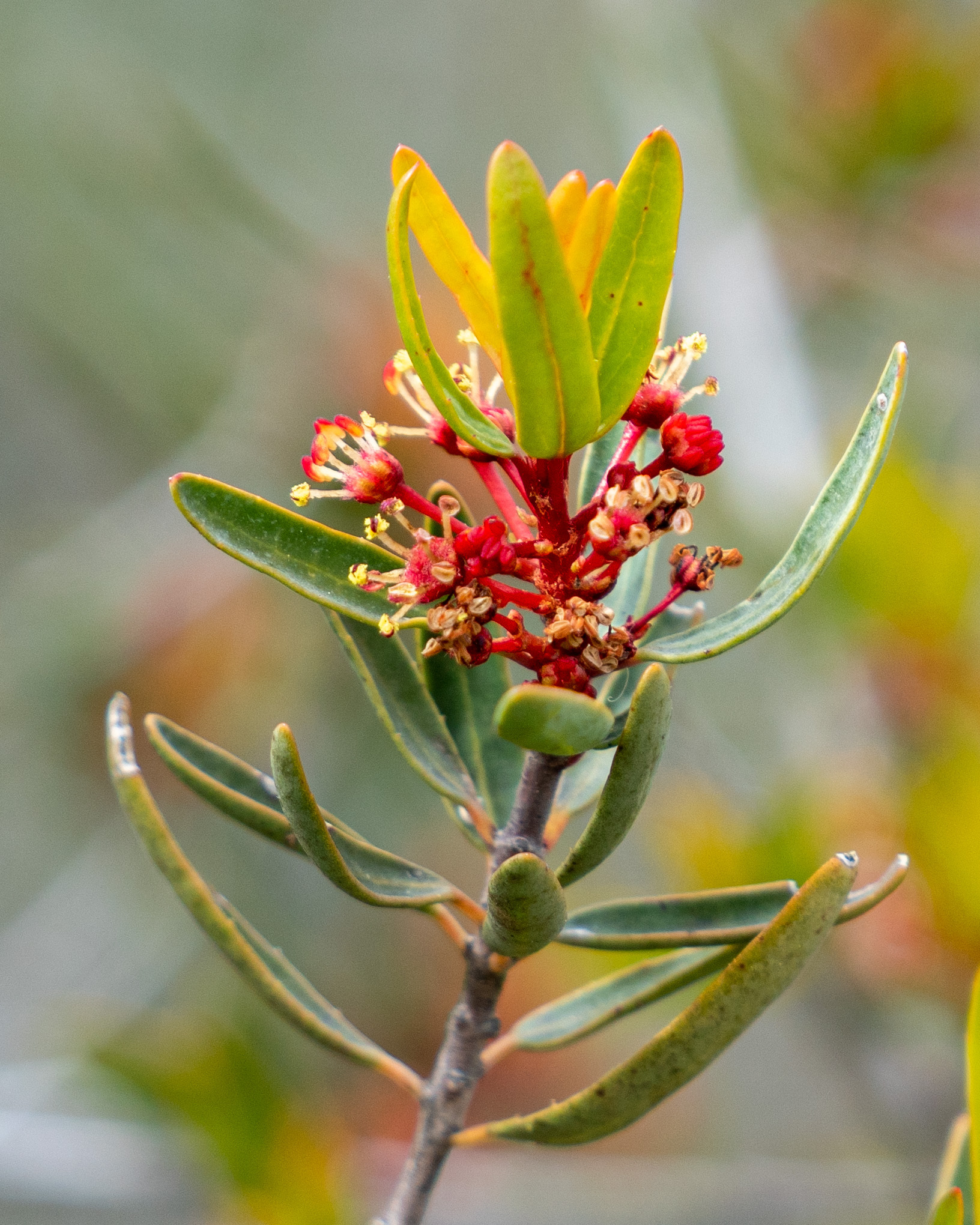 Tetracoccus dioicus Parry