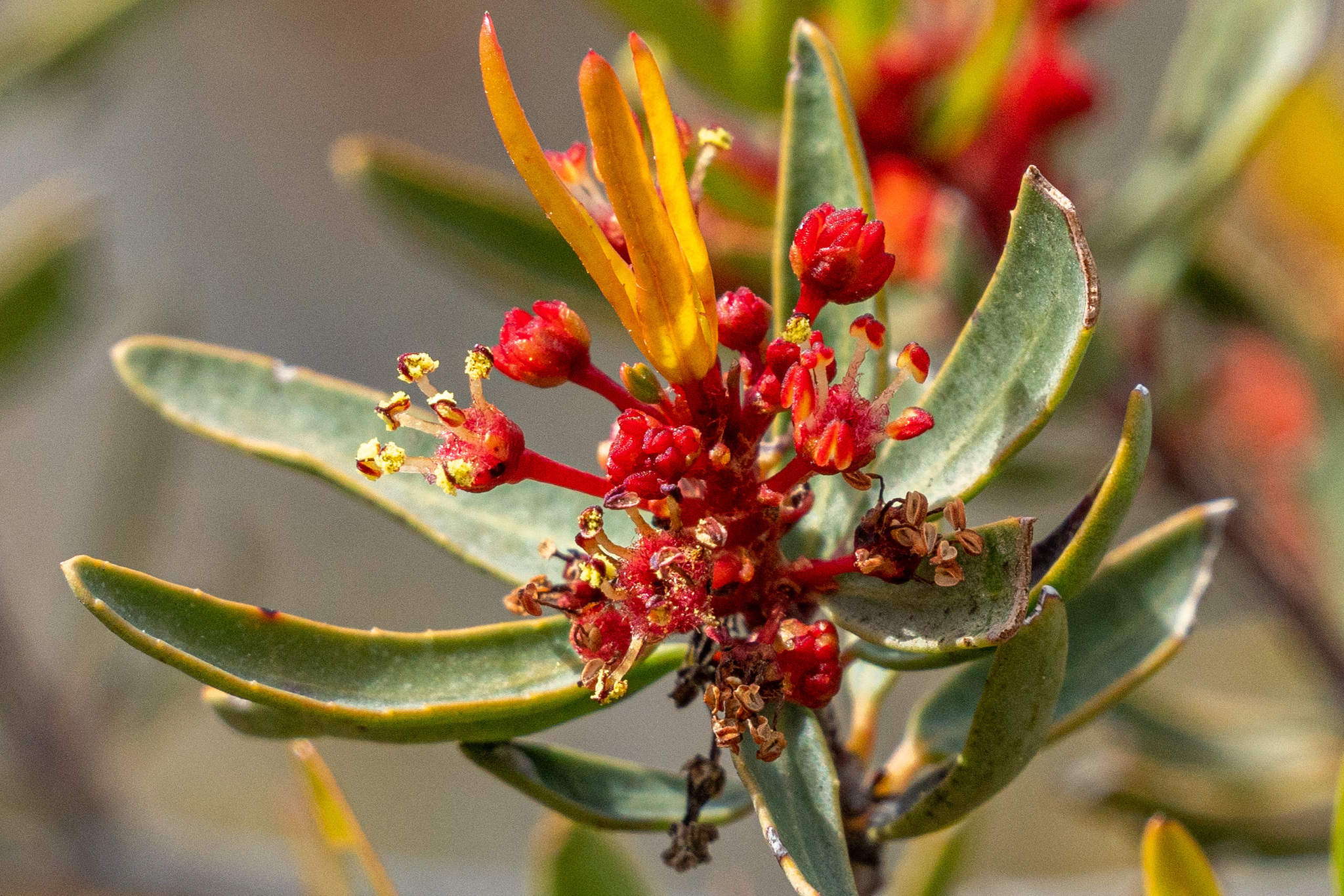 Tetracoccus dioicus Parry