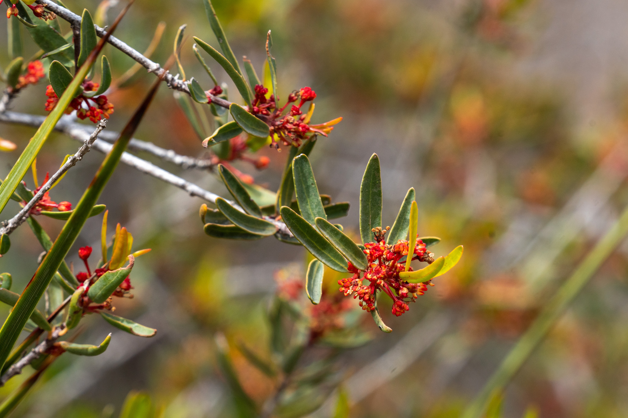 Tetracoccus dioicus Parry