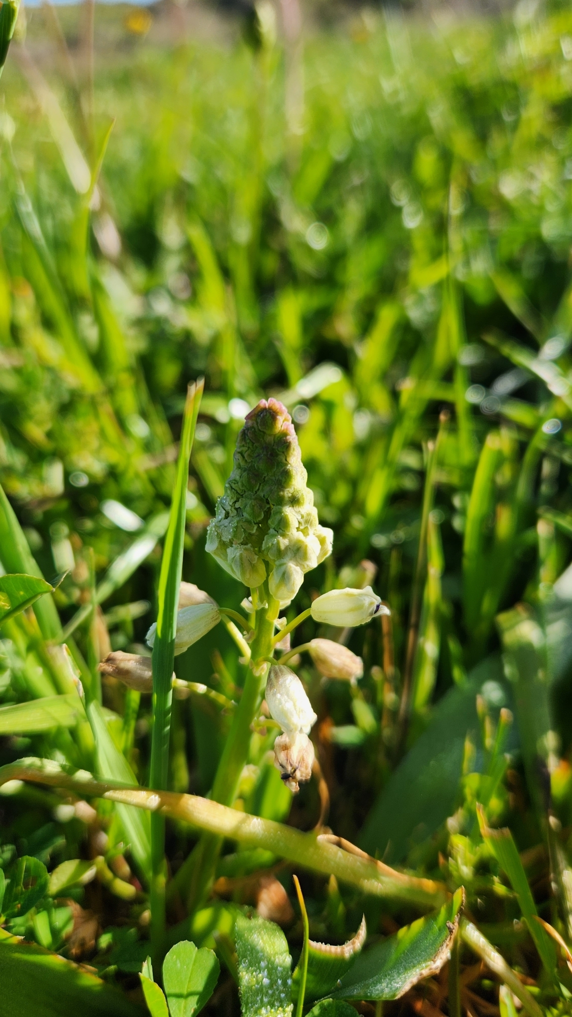 Bellevalia flexuosa Boiss.