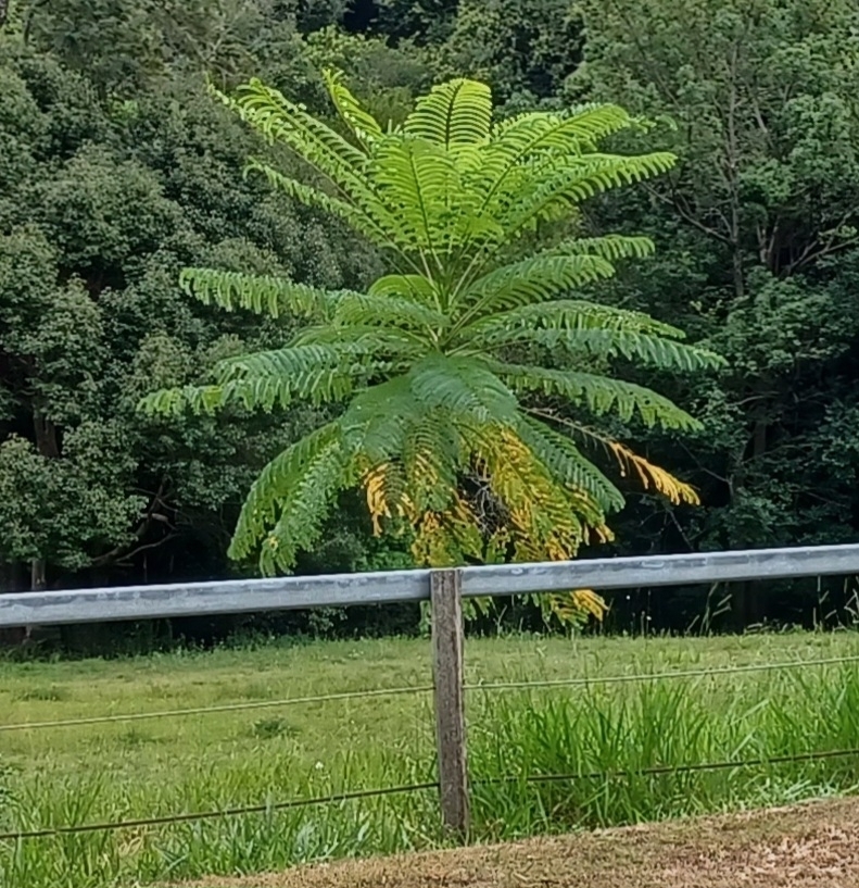 Brazilian fern tree from Brookfield on March 10, 2023 at 11:17 AM by ...