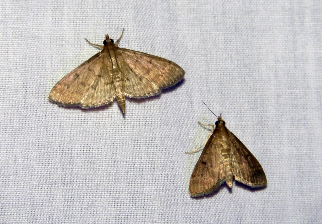 Grass Webworm Moth from O'Reilly QLD 4275, Australia on March 5, 2023 ...