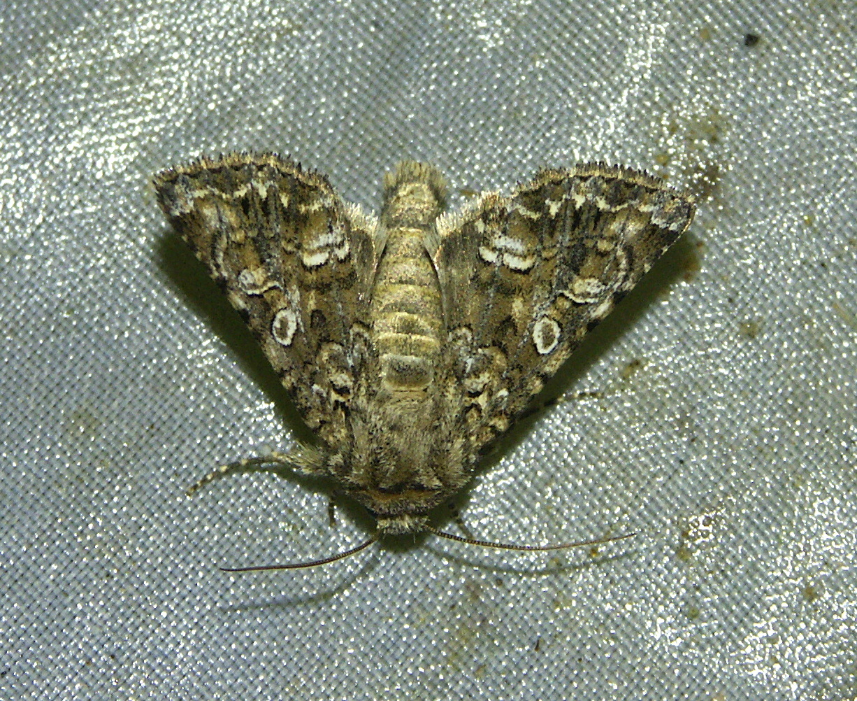 Hadena syriaca Osthelder, 1933
