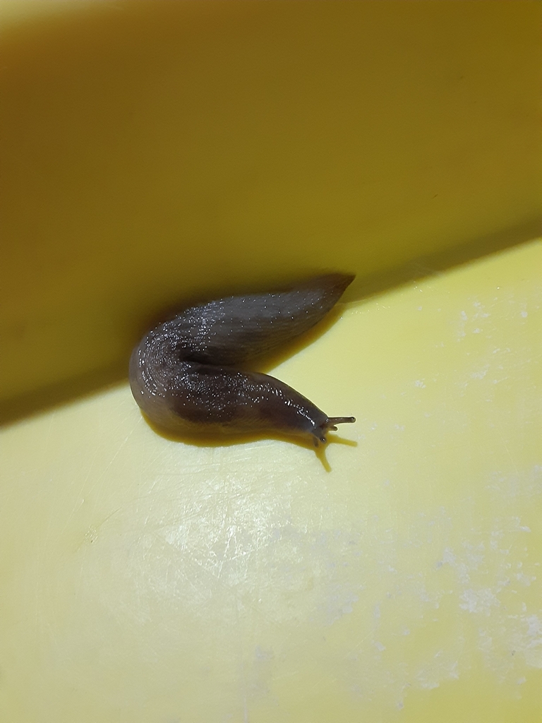 Striped Greenhouse Slug from Punta Banda I, Ensenada, B.C., México on ...