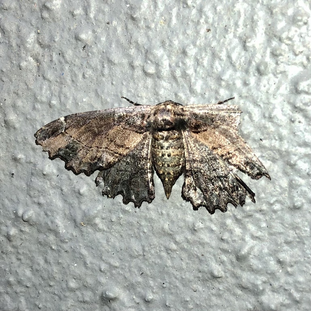 Sinister Moth from Oak St, Rosehill, NSW, AU on March 10, 2023 at 06:18 ...