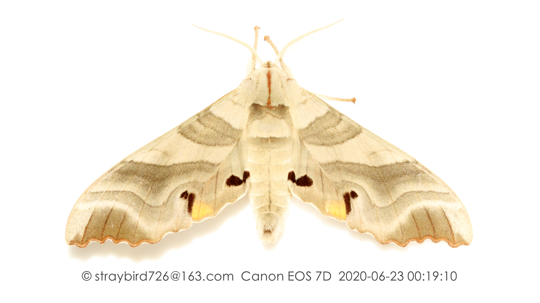 Marumba maackii Bremer, 1861