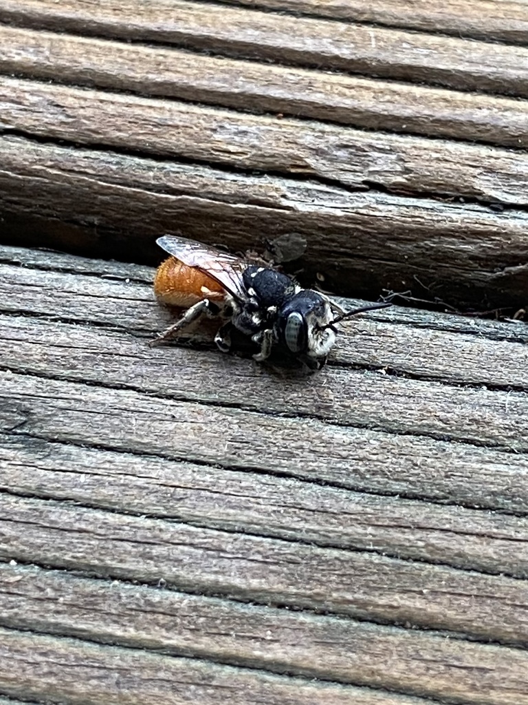 Leafcutter, Mortar, and Resin Bees from Bertha St, Goodna, QLD, AU on ...
