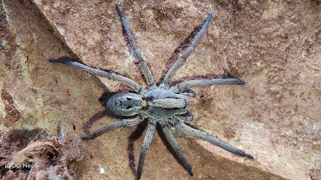 Lycosa from Kunming, CN-YN, CN on March 6, 2023 at 05:35 PM by 游 ...