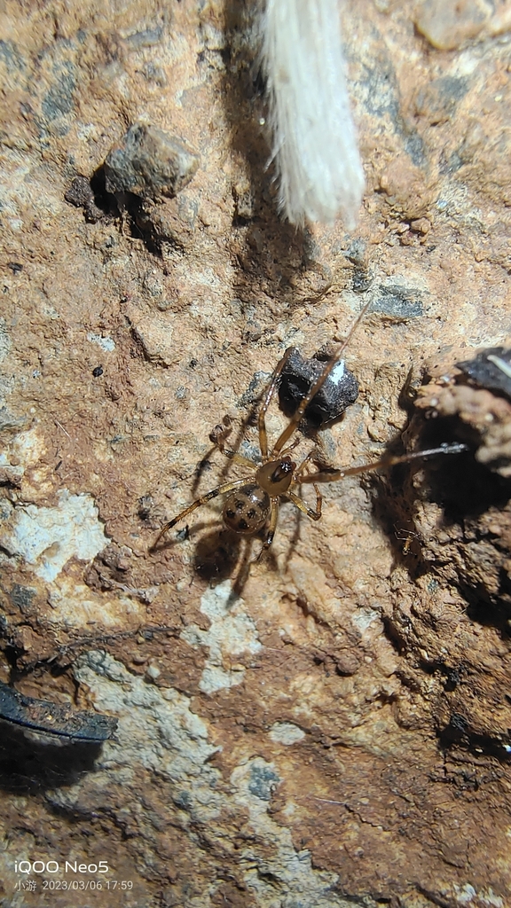 cave cobweb spiders from Kunming, CN-YN, CN on March 6, 2023 at 05:59 ...