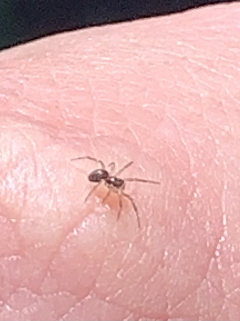 Spiders from Ennis Joslin Rd, Corpus Christi, TX, US on January 14 ...