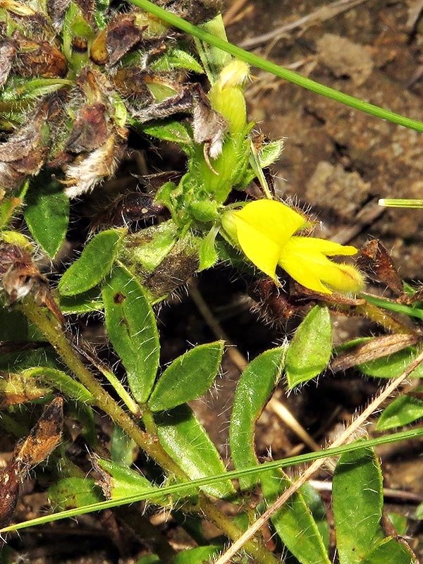 Russet Lotononis from Hawane road, below hilltop above Hawane on March ...
