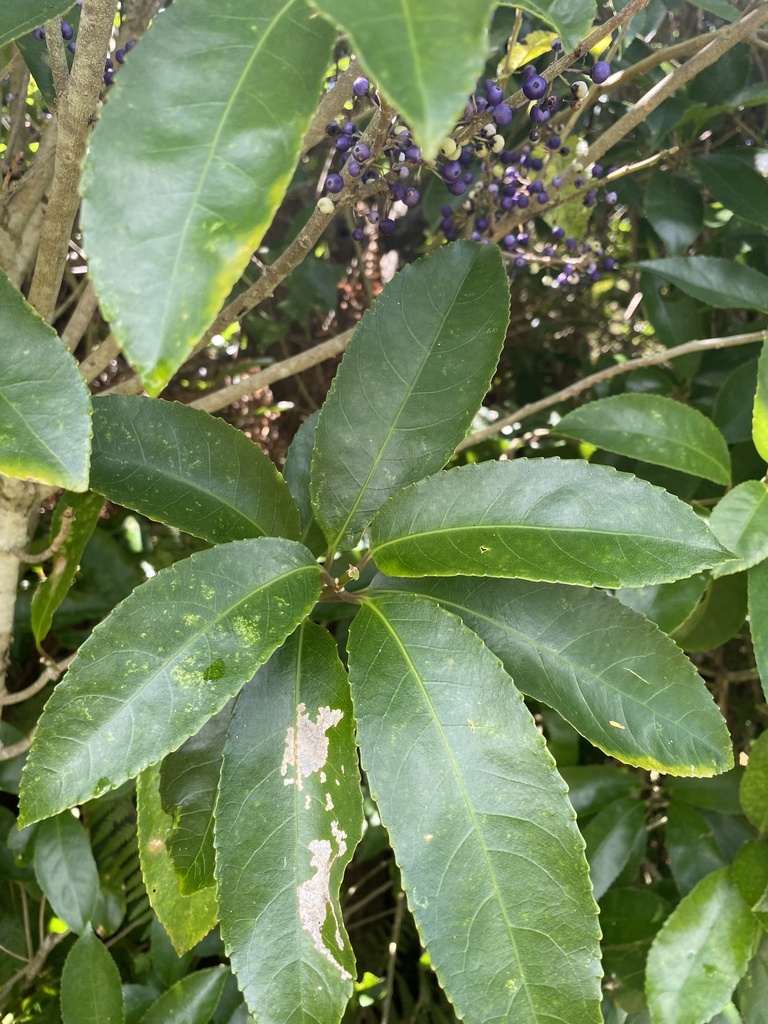 Mahoe from Te Waipounamu/South Island, Abel Tasman National Park ...