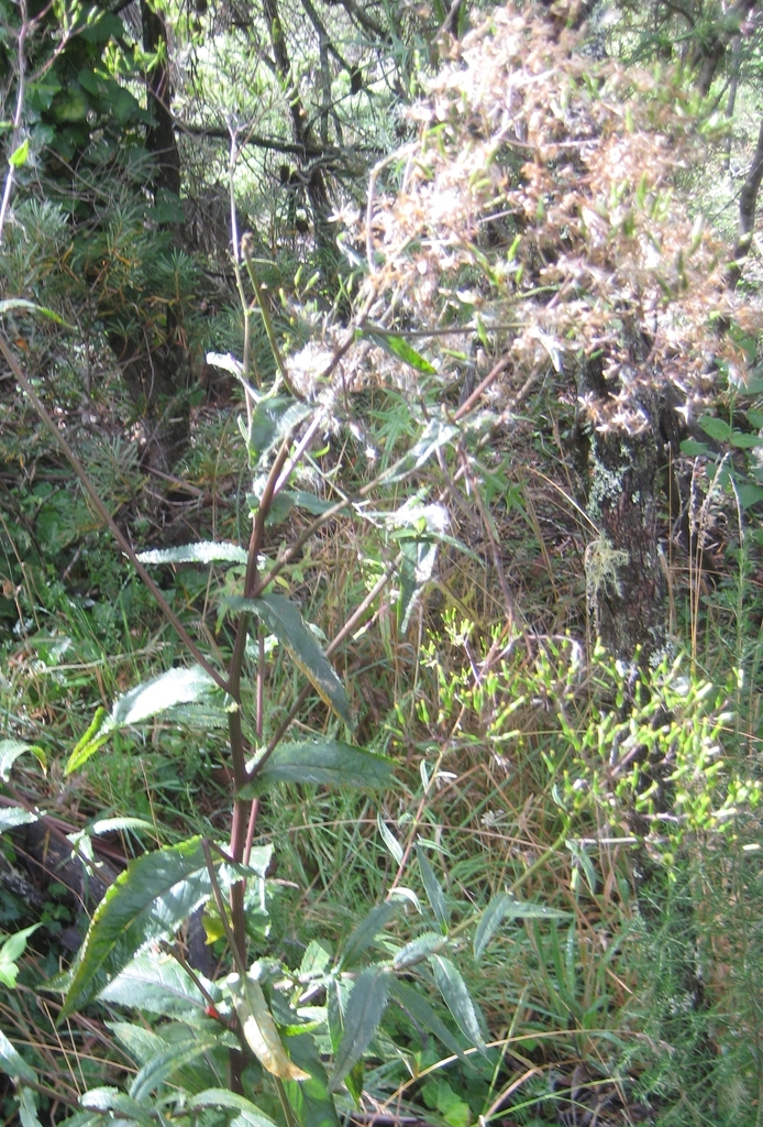 mist flower from Mount Victoria NSW 2786, Australia on February 15 ...