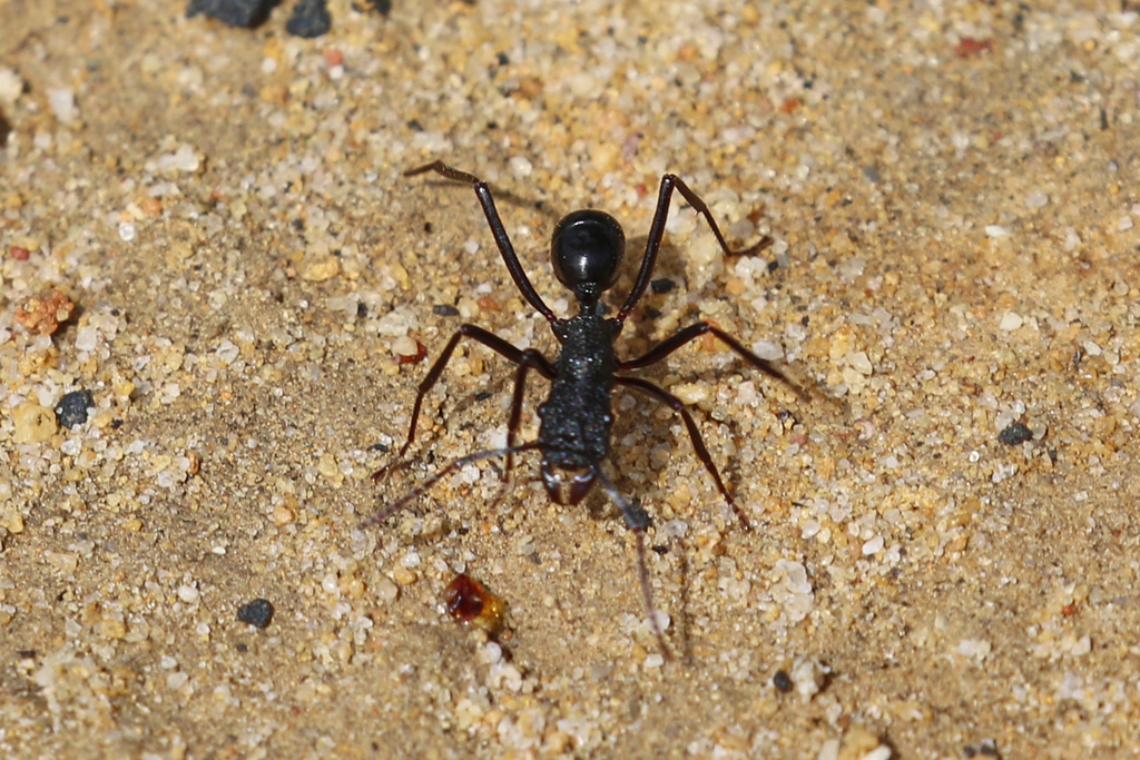 Pony Ants from Little Desert VIC 3418, Australia on March 8, 2023 at 11 ...