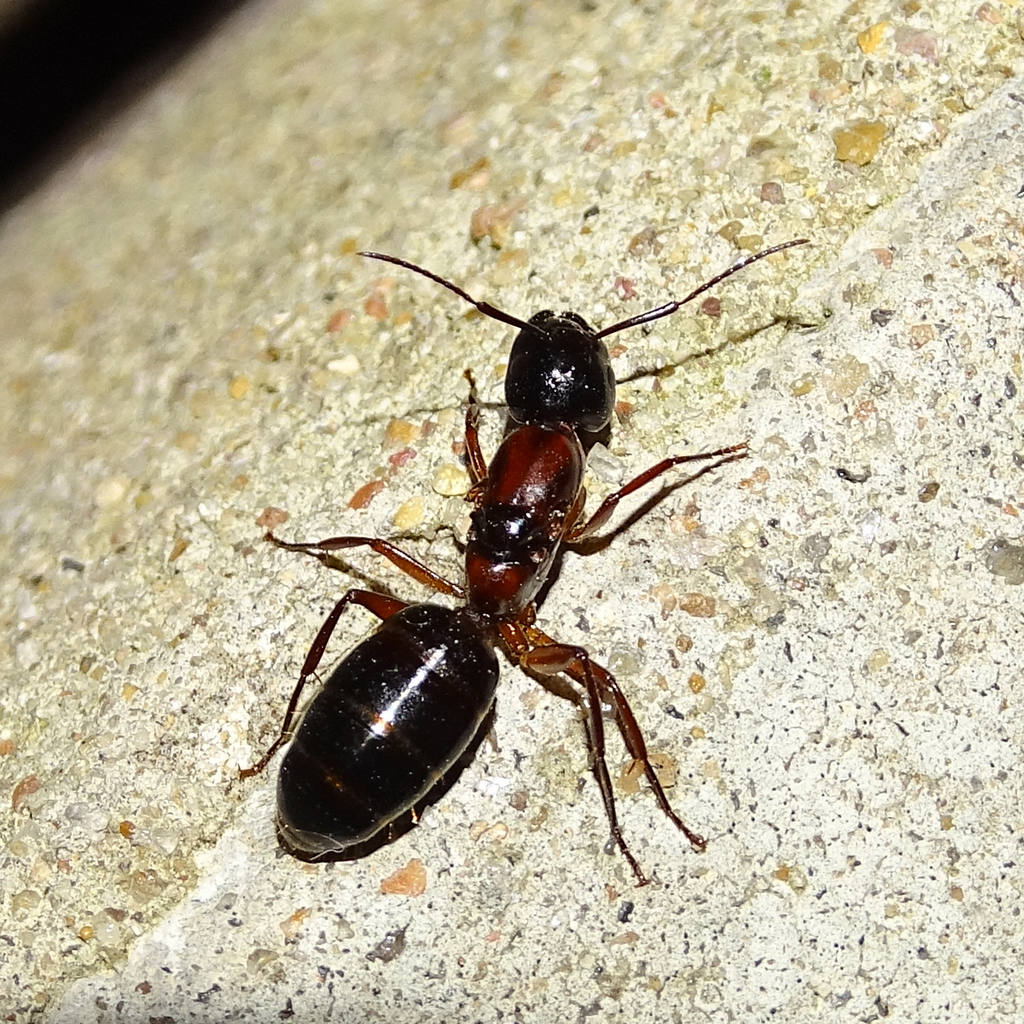 Texas Carpenter Ant from High Vista, Austin, TX 78759, USA on March 9 ...
