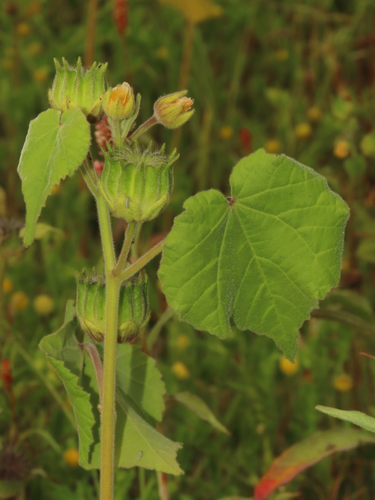 Abutilon theophrasti Medik.