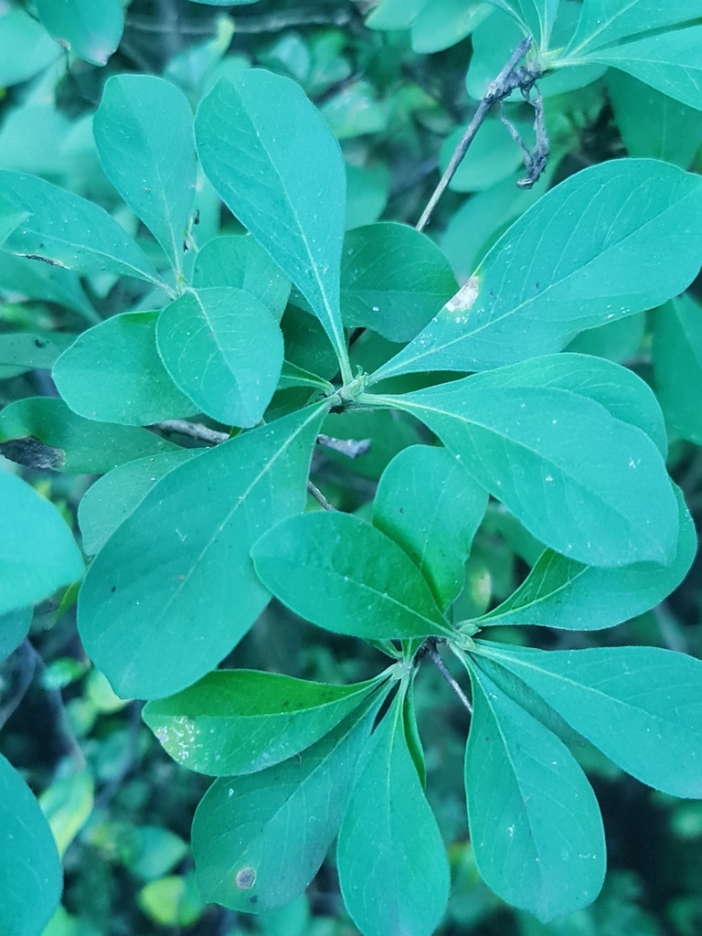 Common Pavetta from Merafong City Local Municipality, South Africa on ...