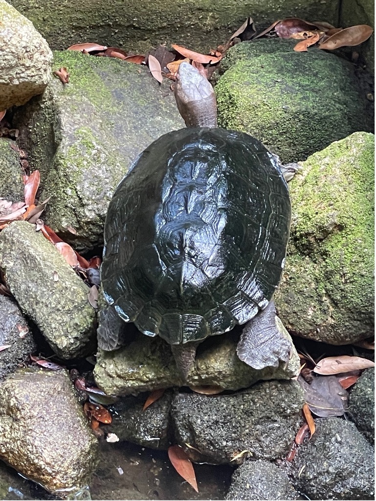 Giant Asian Pond Turtle in March 2023 by ernesthwilliams. NUMBER ...