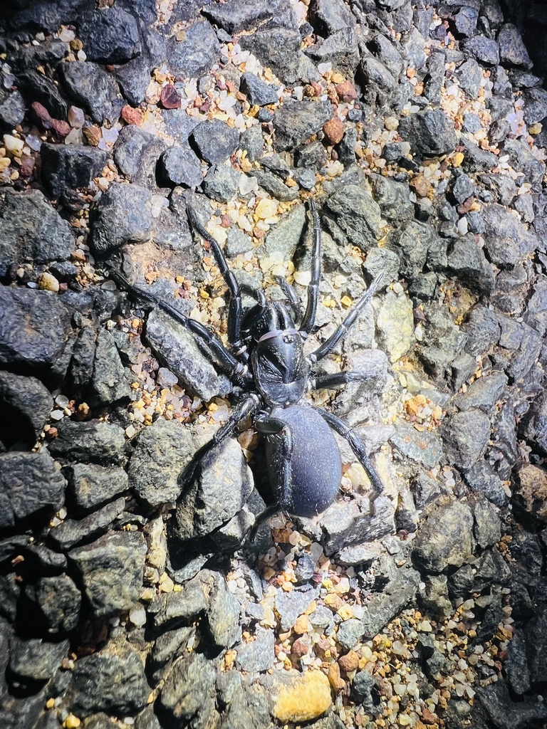 Wishbone Spiders from John Forrest National Park, Hovea, WA, AU on ...