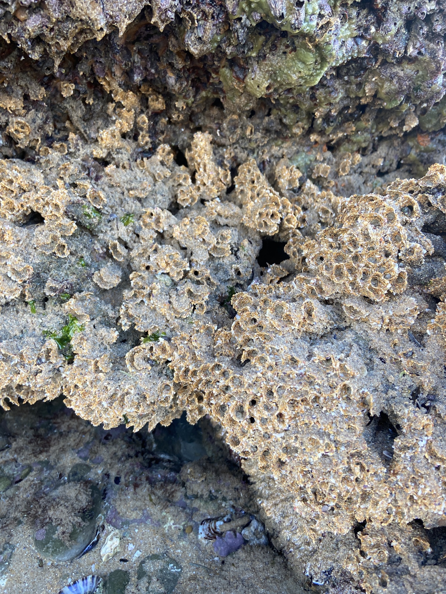 Sabellaria alveolata (Linnaeus, 1767)