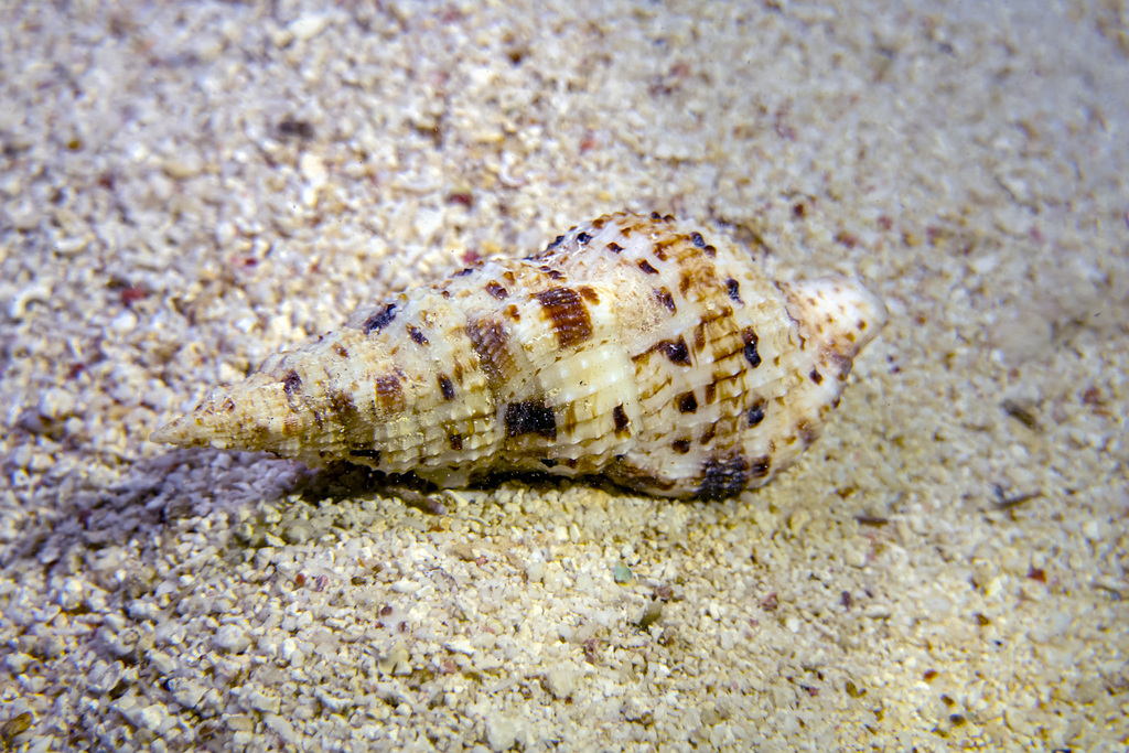 Maculated Dwarf Triton from Rowley Shoals, WA, Australia on December 02 ...