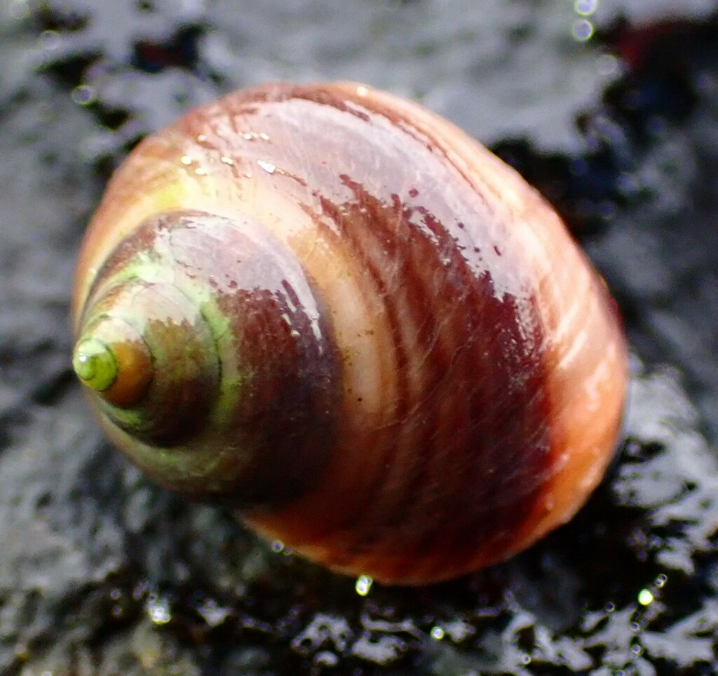 Rough Periwinkle from Belval, St Martin on March 08, 2023 at 03:45 PM ...
