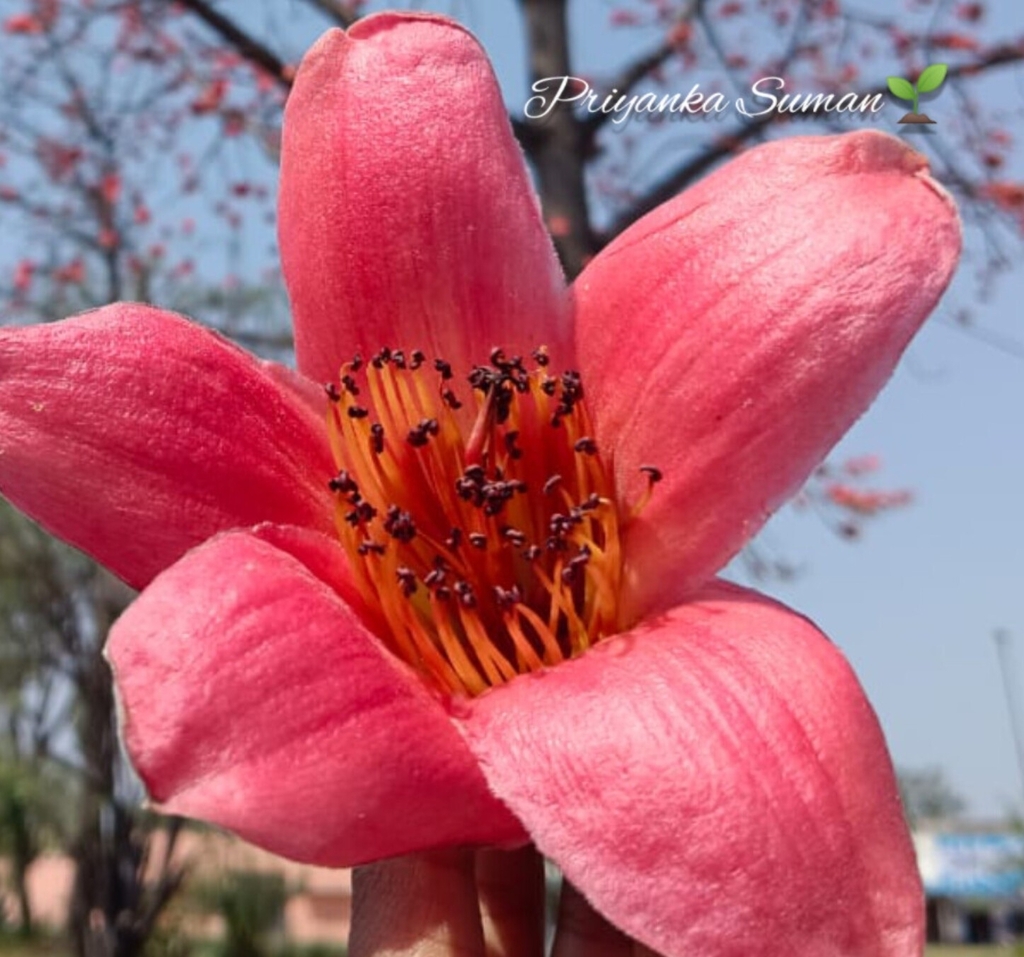 Red Silk Cotton Tree from Kota on March 10, 2023 by Priyanka Suman ...