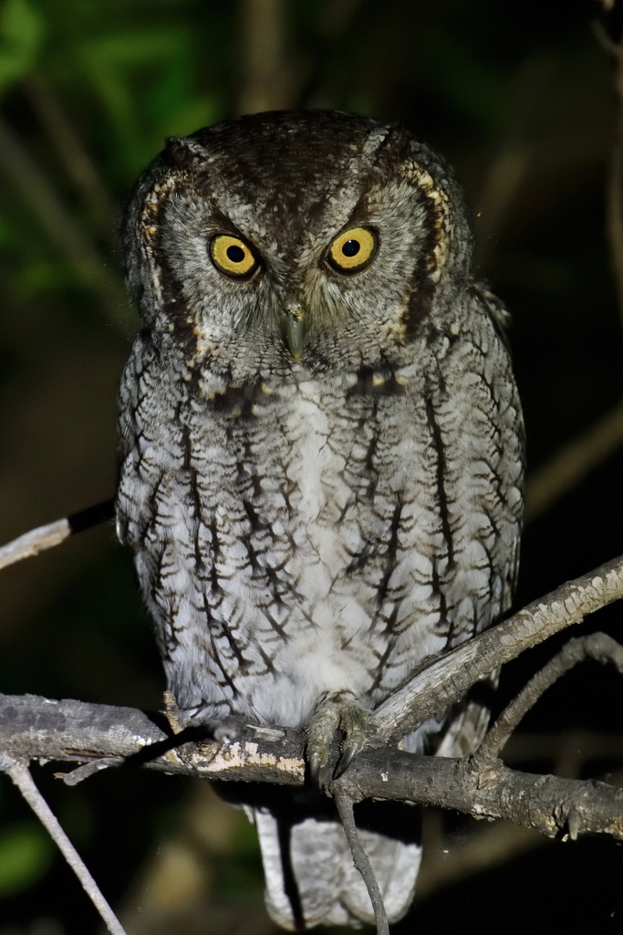 Tecolote del Este desde Bustamante, N.L., México el 09 de marzo de 2023 ...