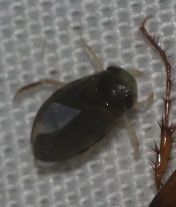 Micronecta from Geelong VIC, Australia on February 24, 2023 at 09:11 PM ...