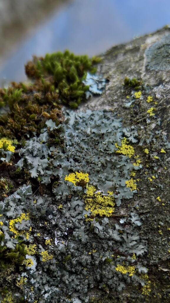 Powdery-margined Cryptic Shade Lichen from Provincia di Belluno, Italia on January 08, 2023 at ...